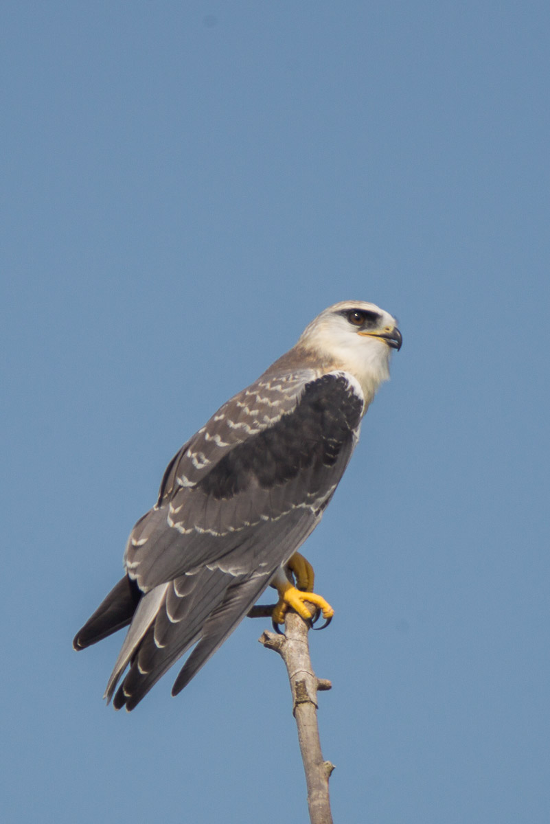 Black-winged Kite – Birds of Singapore