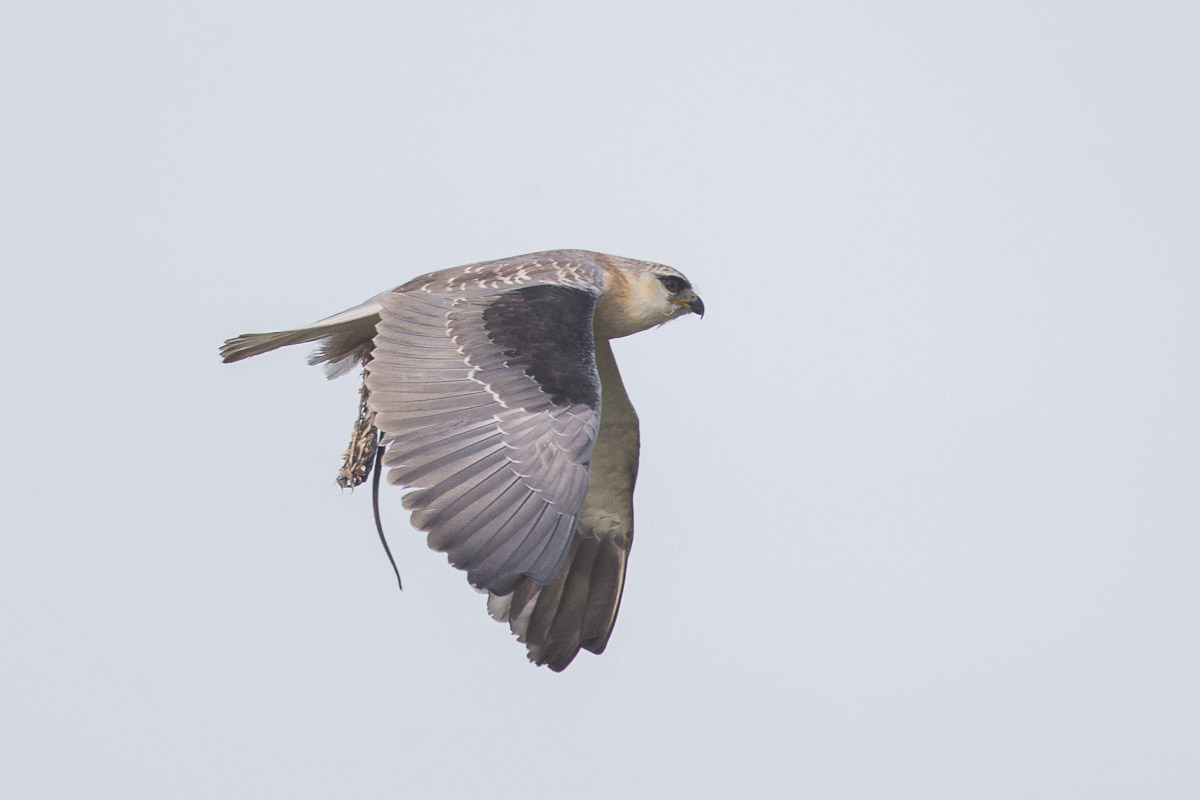 Black-winged Kite – Birds of Singapore
