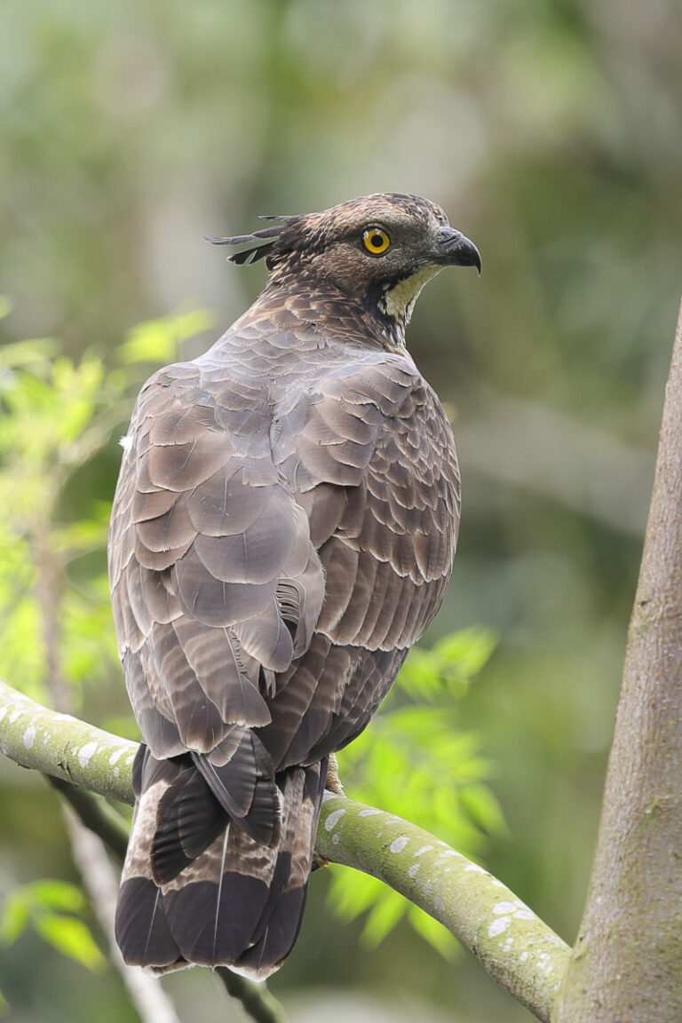 Crested Honey Buzzard – Birds of Singapore