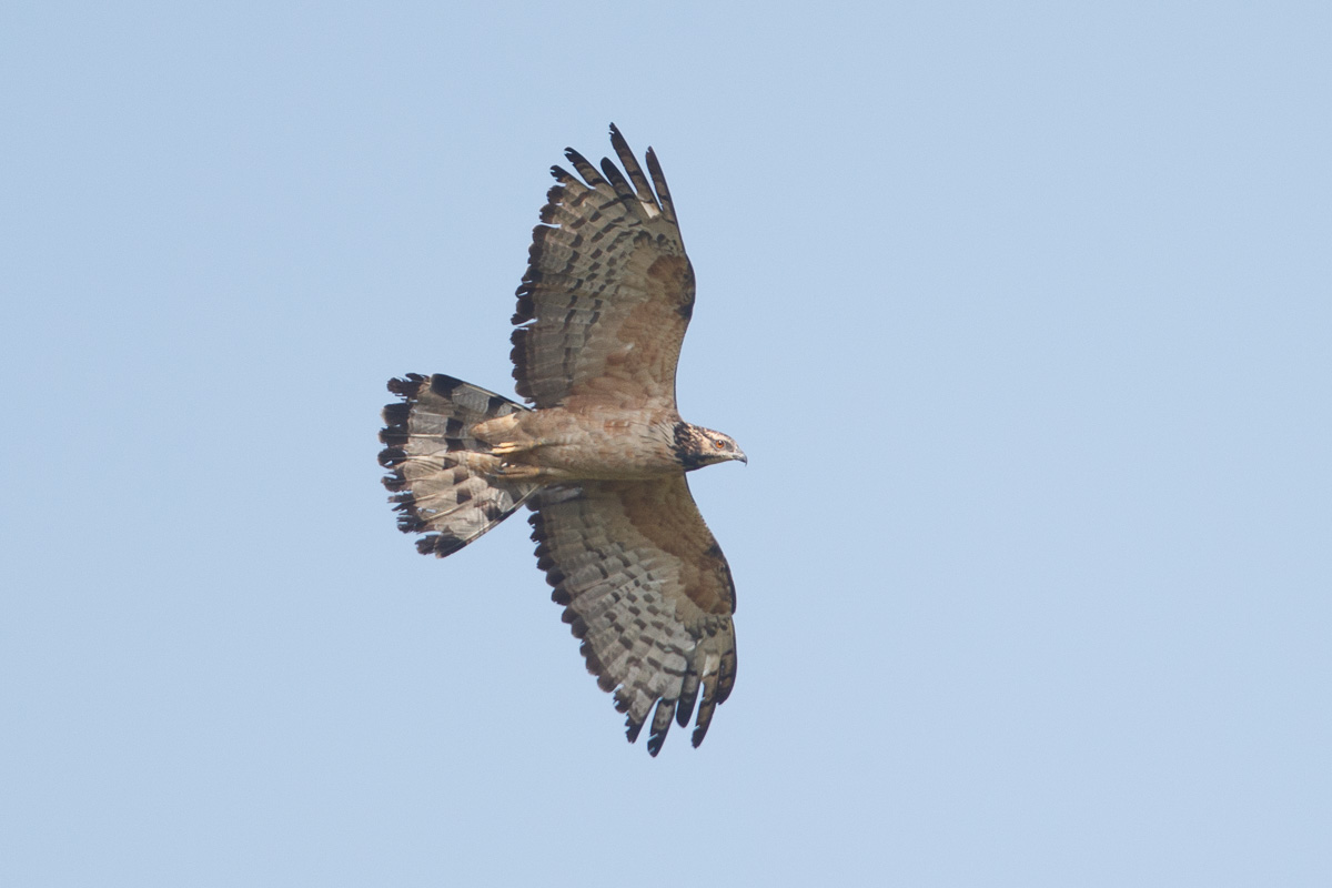 Crested Honey Buzzard – Birds of Singapore