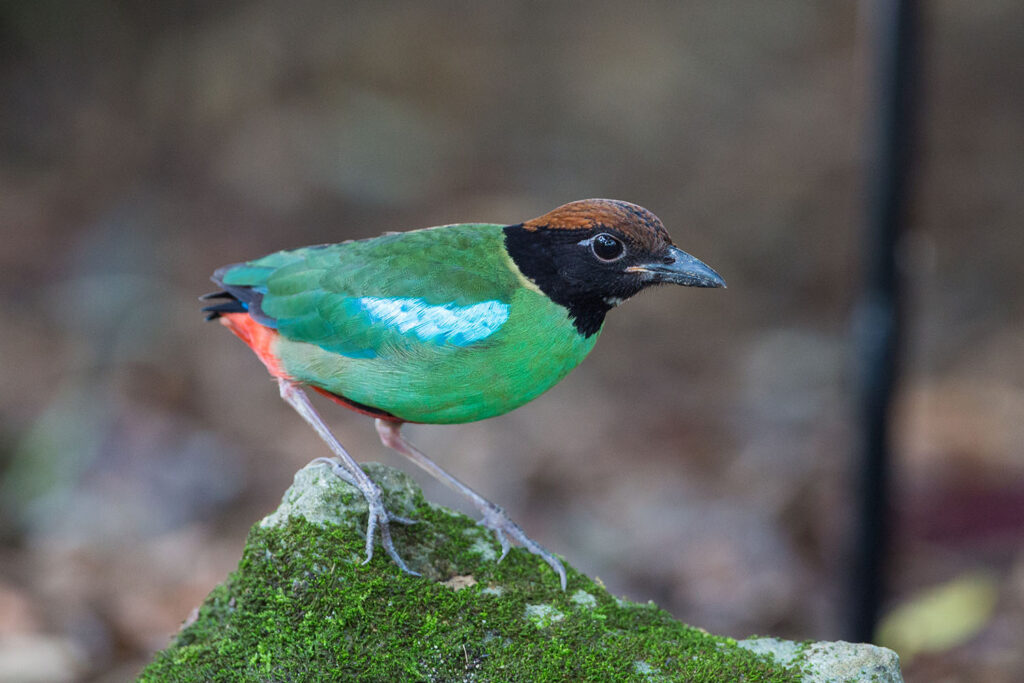 Western Hooded Pitta – Birds of Singapore