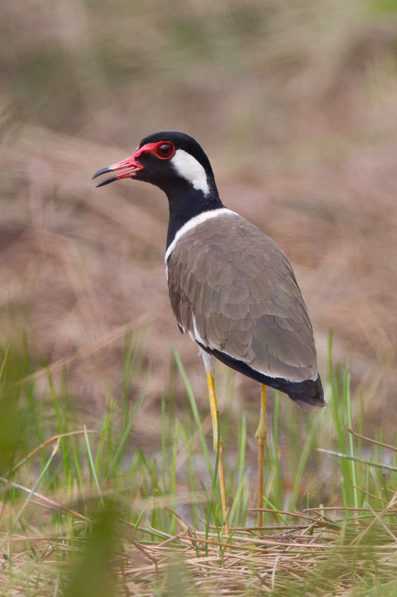 Red-wattled Lapwing – Birds of Singapore