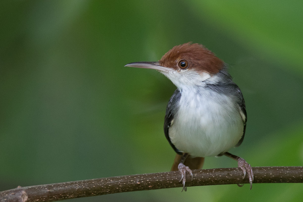 Rufous-tailed Tailorbird – Birds of Singapore