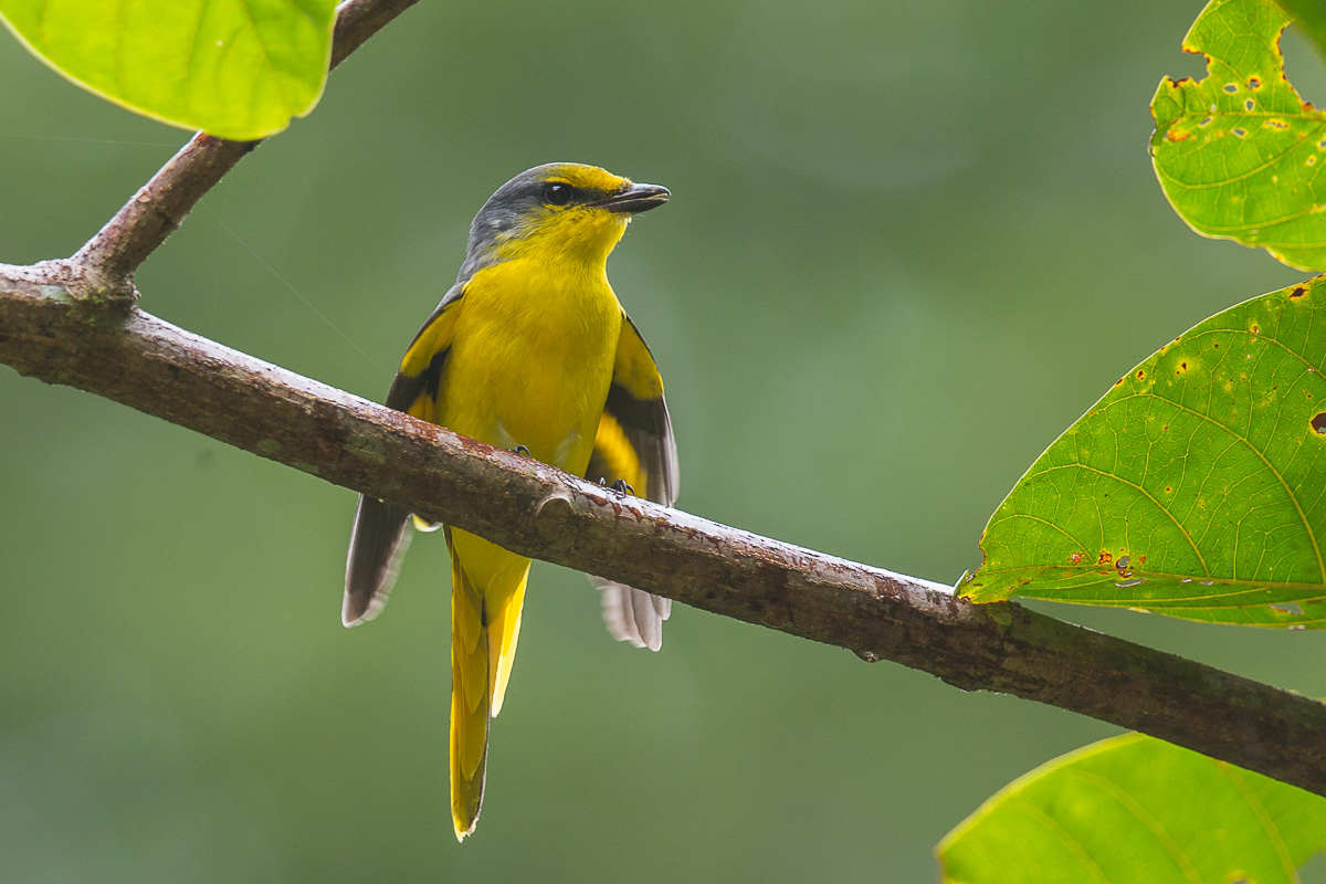 Scarlet Minivet – Birds of Singapore