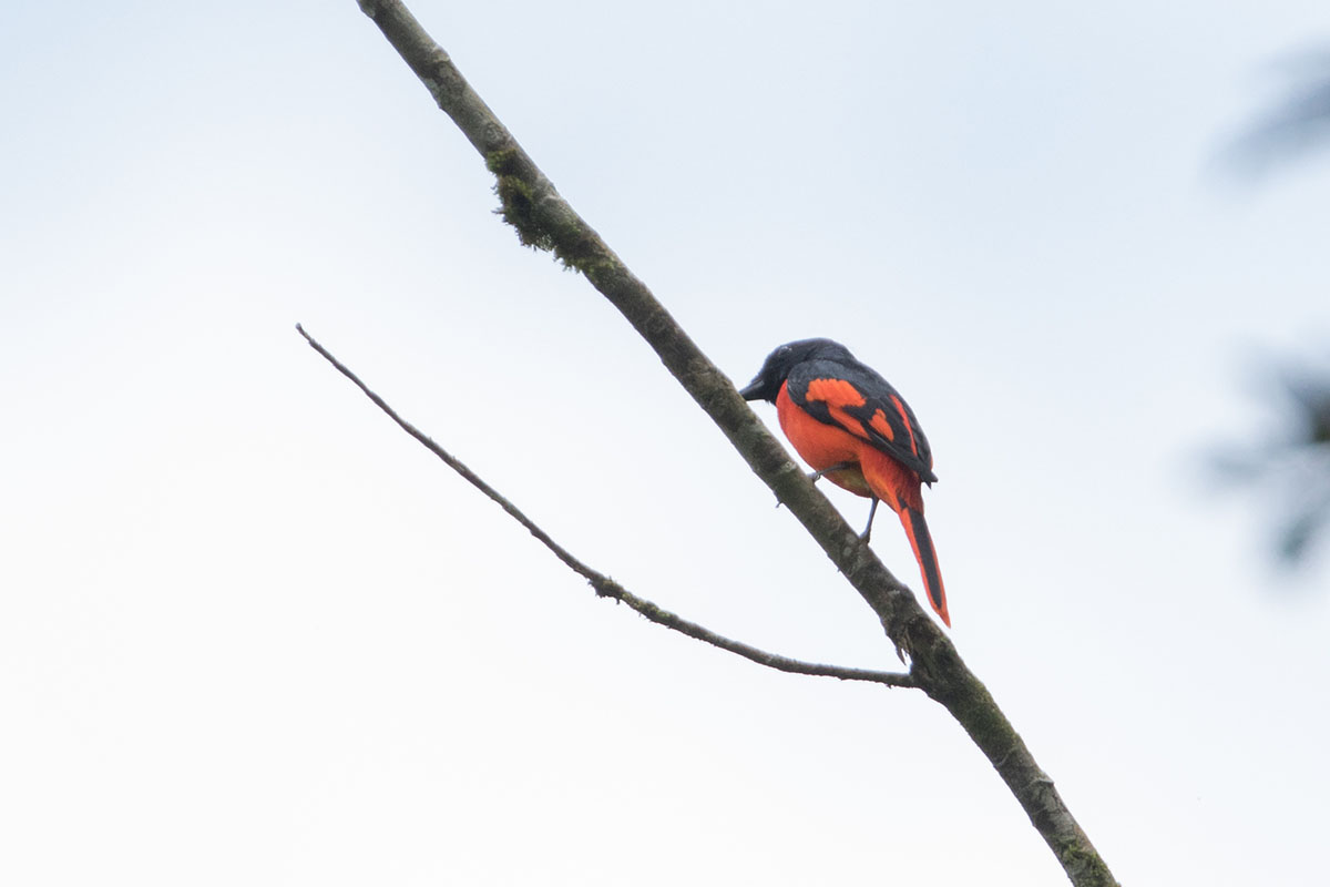 Scarlet Minivet – Birds of Singapore