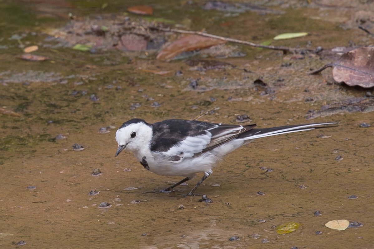 White Wagtail – Birds of Singapore