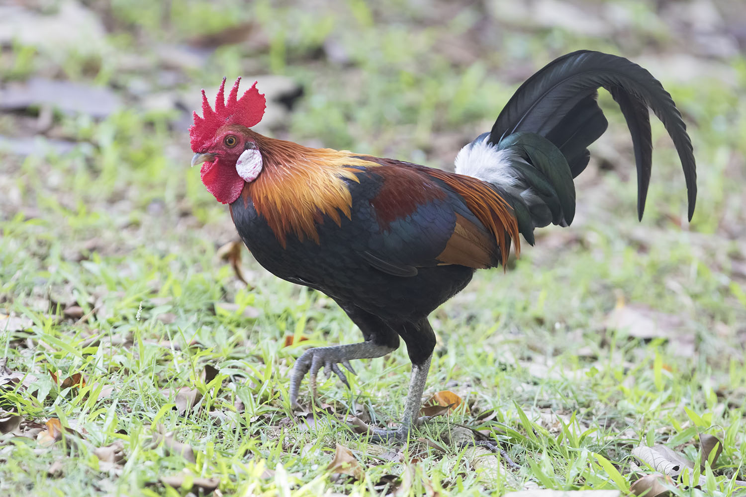 Red Junglefowl – Birds of Singapore