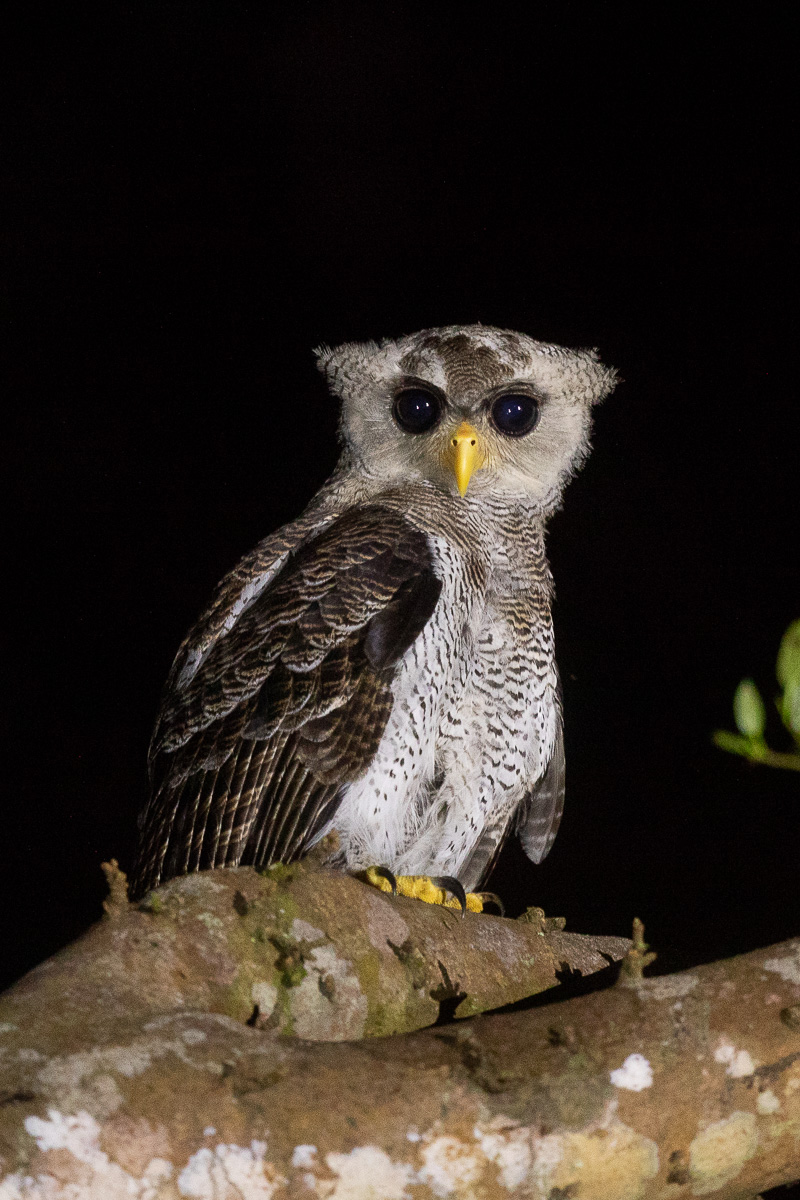 Barred Eagle-Owl – Birds of Singapore