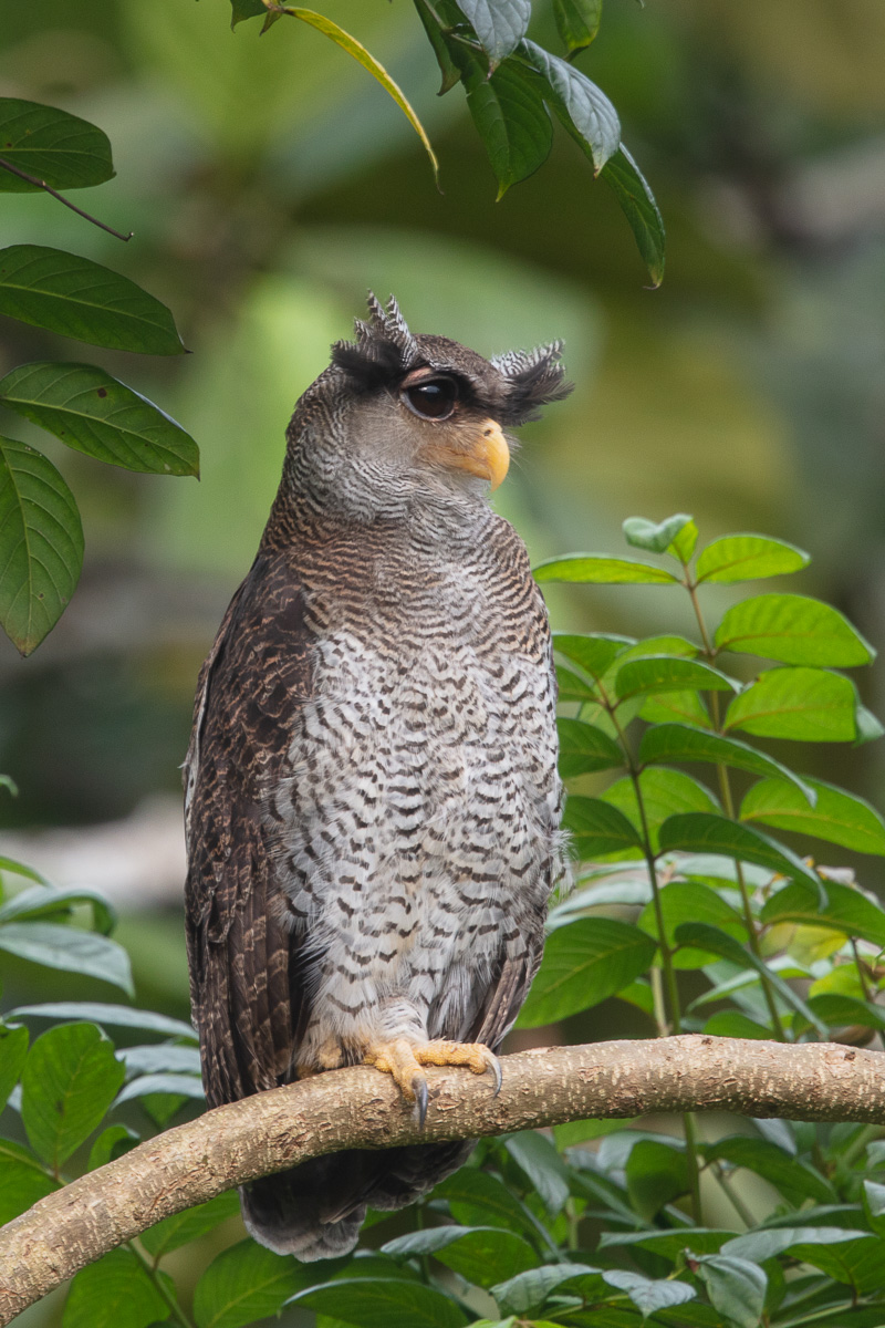 Barred Eagle-Owl – Birds of Singapore