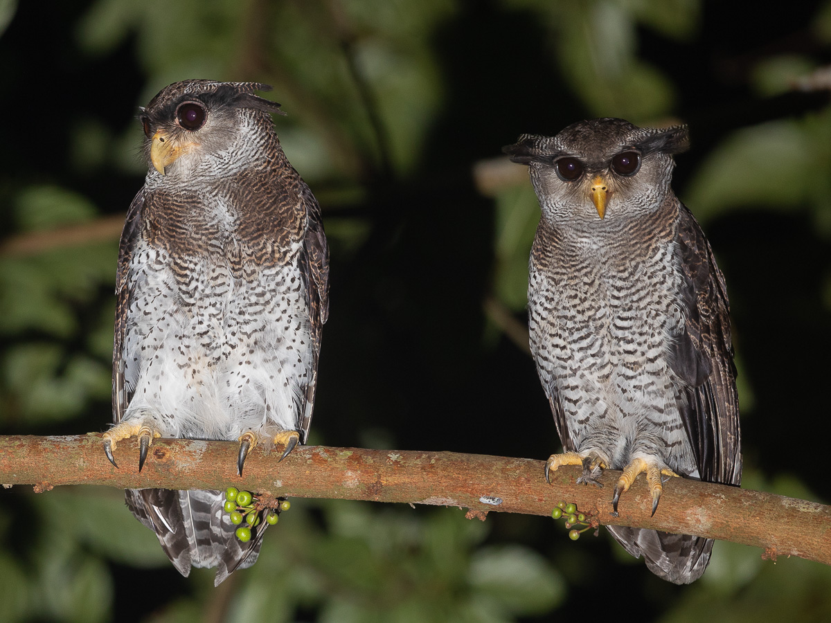 First breeding record of the Barred Eagle-Owl in Singapore Island ...
