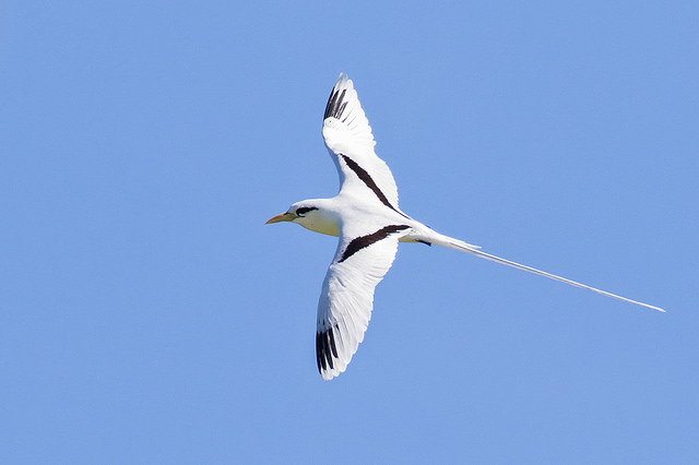 White-tailed Tropicbird – Singapore Birds Project