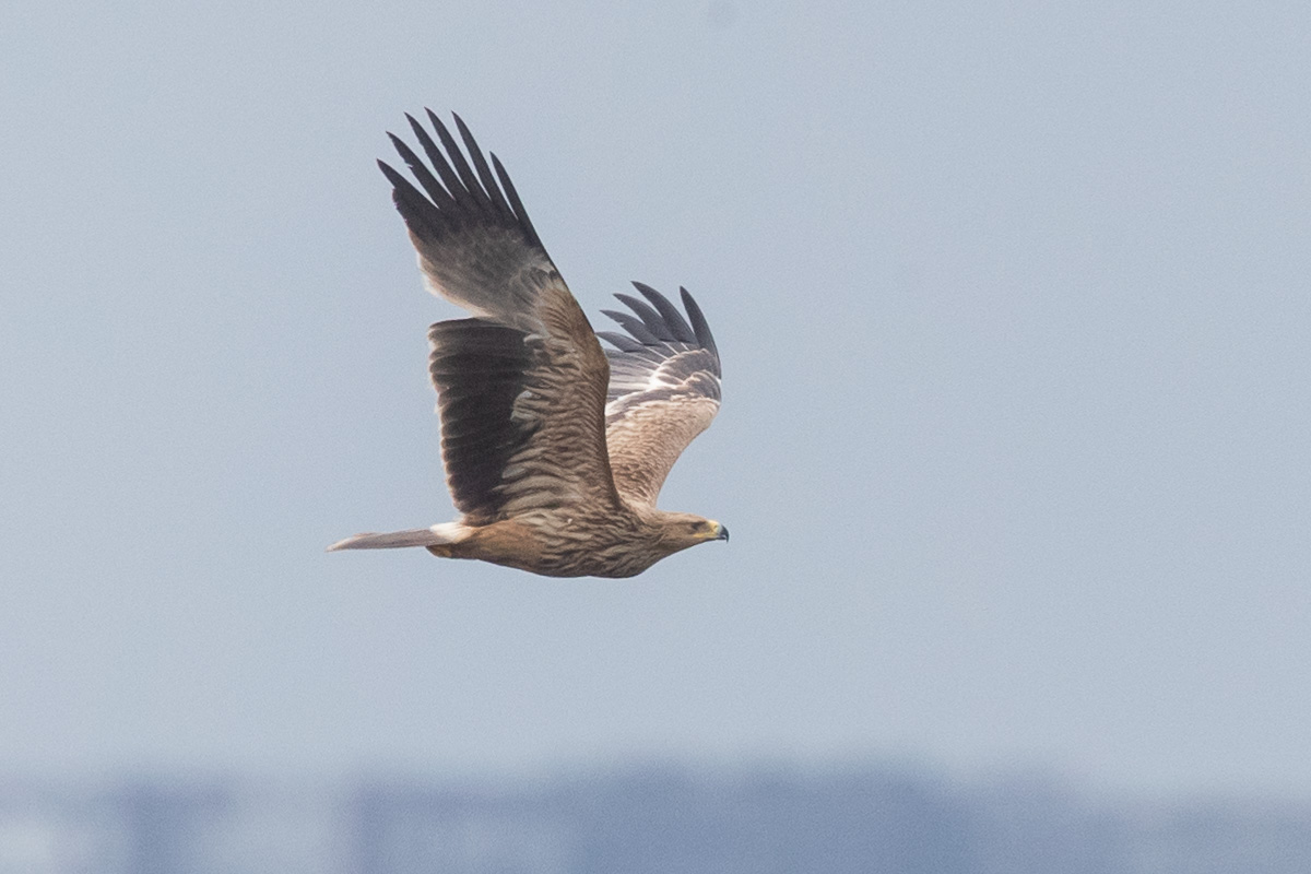Eastern Imperial Eagle – Birds of Singapore