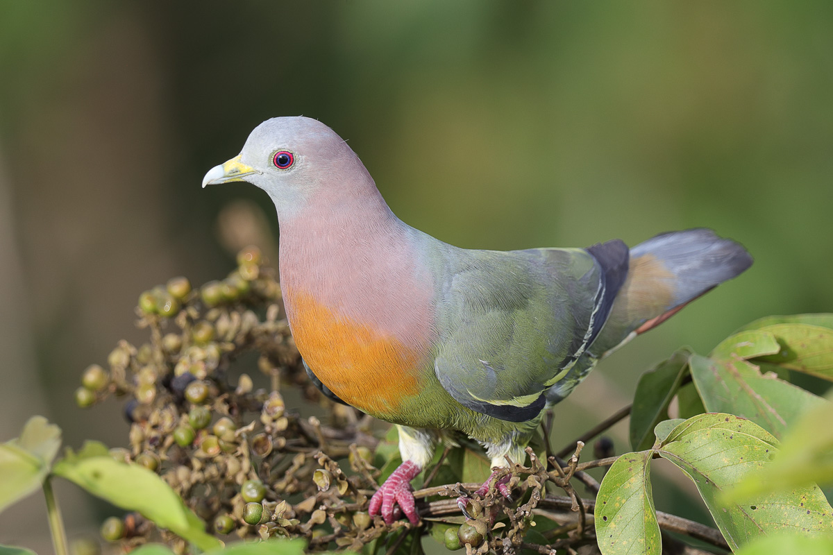 Pink-necked Green Pigeon – Birds of Singapore