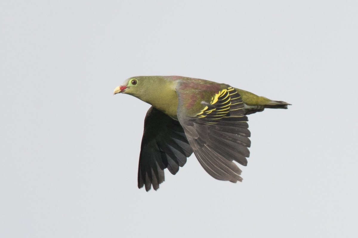 Thick-billed Green Pigeon – Birds of Singapore