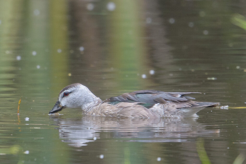 Cotton Pygmy Goose – Birds of Singapore
