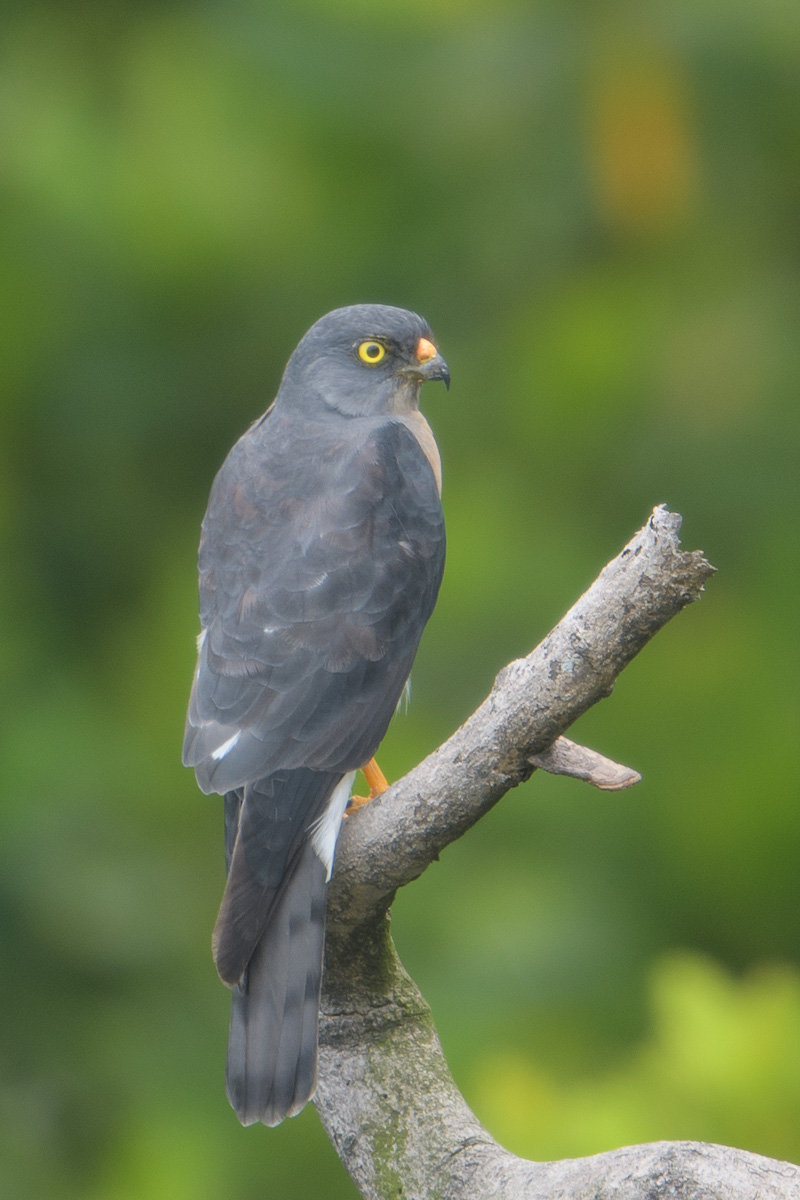 Chinese Sparrowhawk – Birds of Singapore