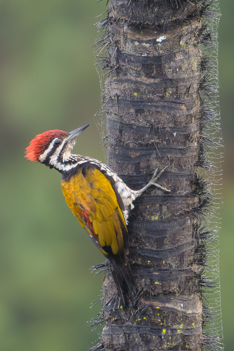 Common Flameback – Birds of Singapore