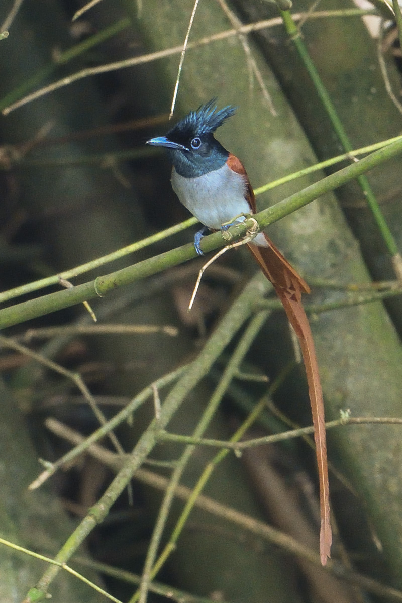 Indian Paradise Flycatcher – Birds of Singapore