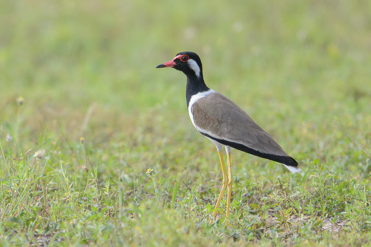 Red-wattled Lapwing – Birds of Singapore