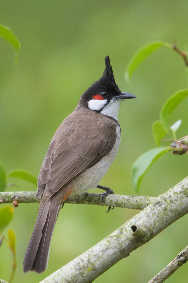 Red-whiskered Bulbul – Birds of Singapore