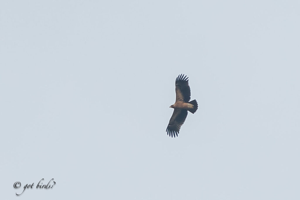Greater Spotted Eagle – Birds of Singapore