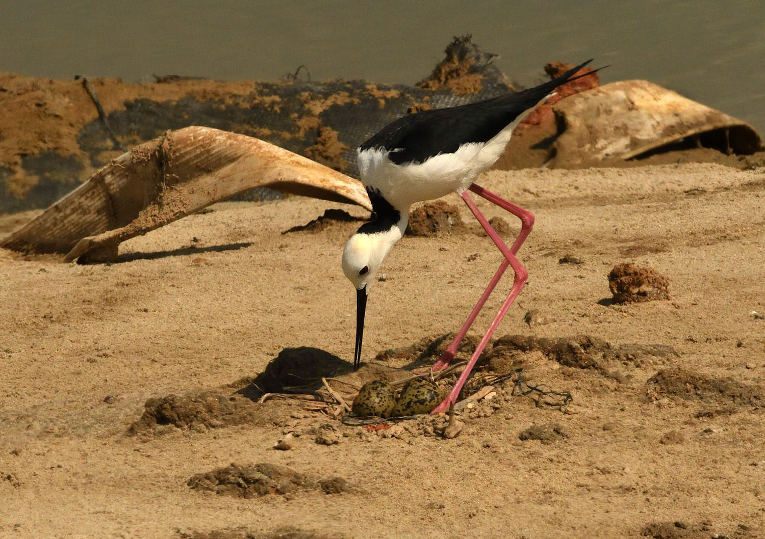 Pied Stilt – Birds of Singapore