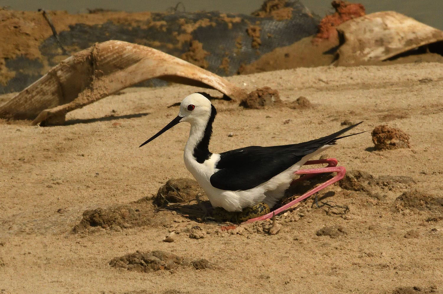 Pied Stilt – Birds of Singapore