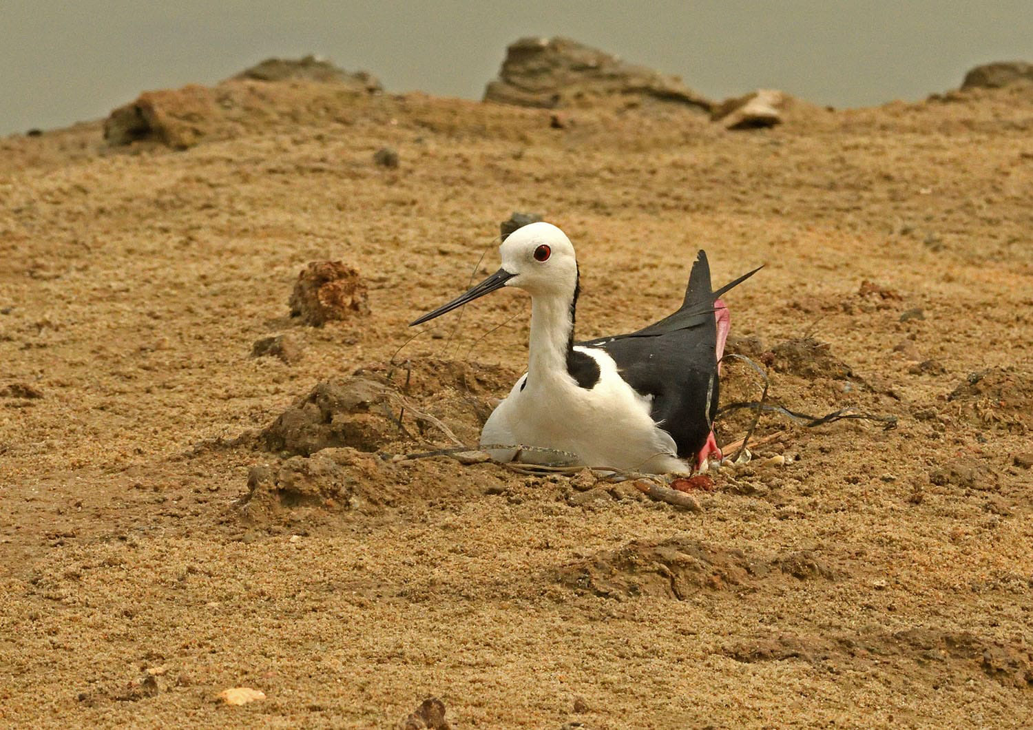 Pied Stilt – Birds of Singapore