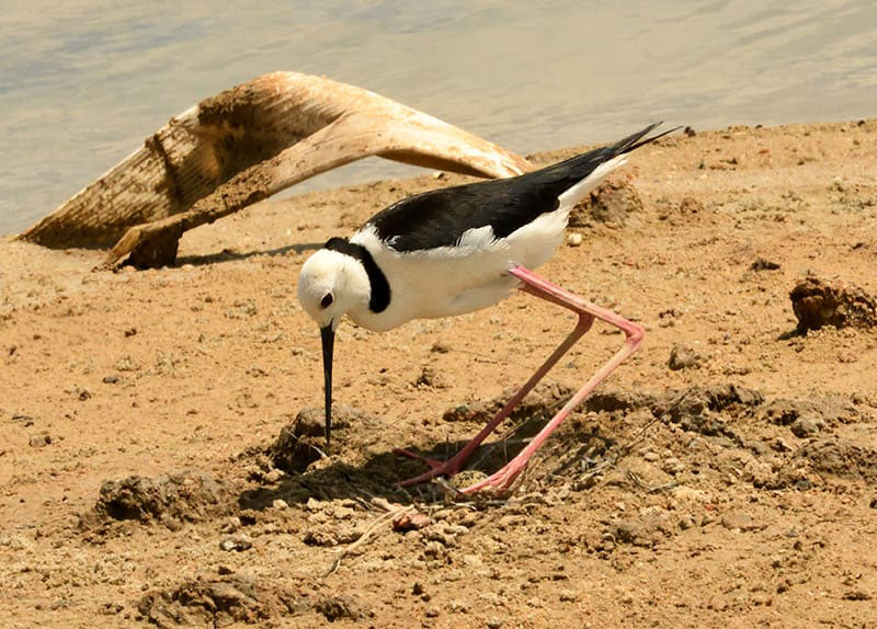 Pied Stilt – Birds of Singapore