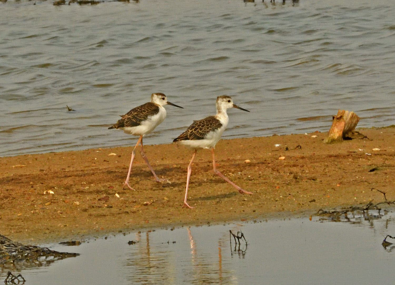 Pied Stilt – Birds of Singapore