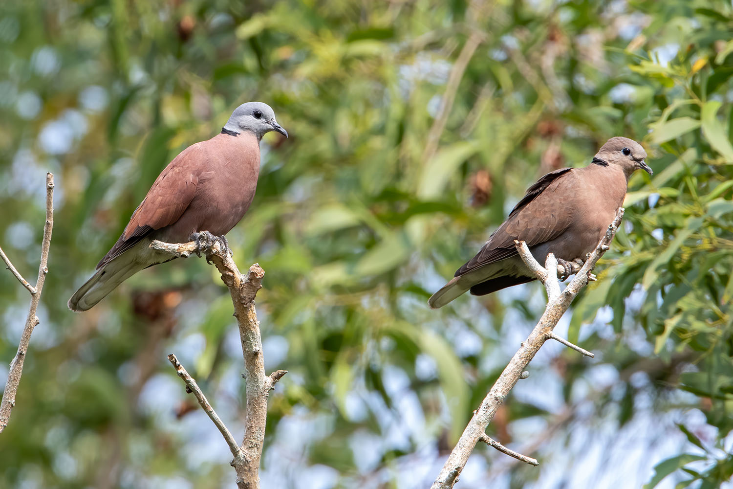 Red Collared Dove – Birds of Singapore