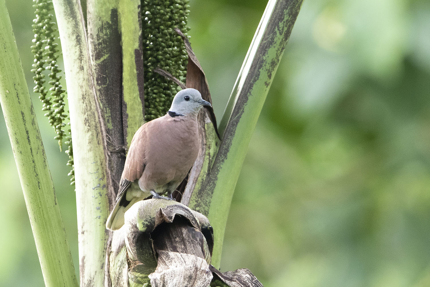 Red Collared Dove – Birds of Singapore