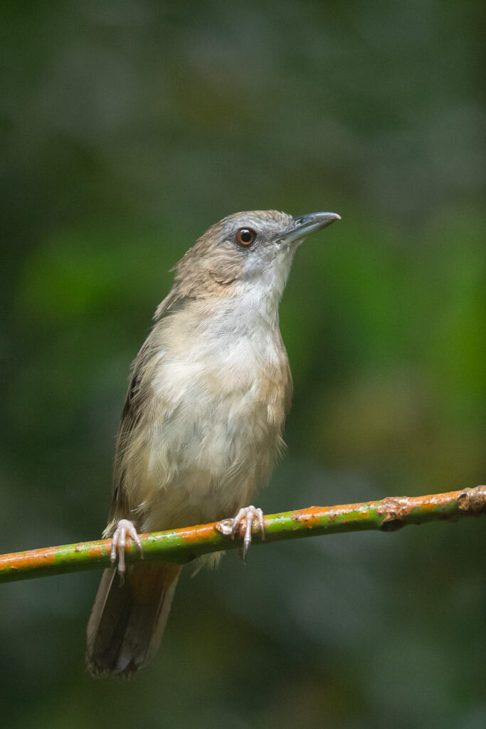 Abbott’s Babbler – Birds of Singapore