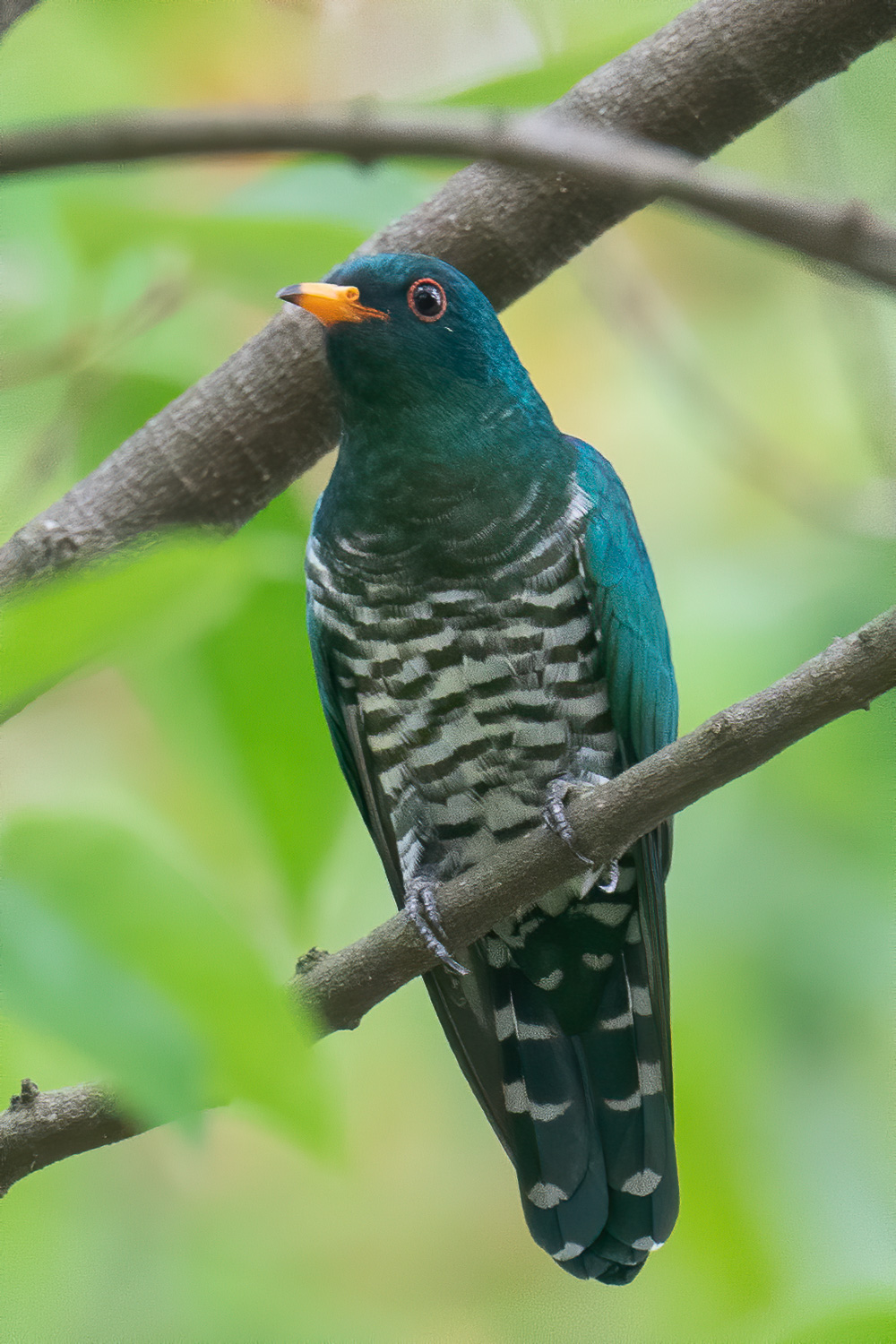 Asian Emerald Cuckoo – Singapore Birds Project