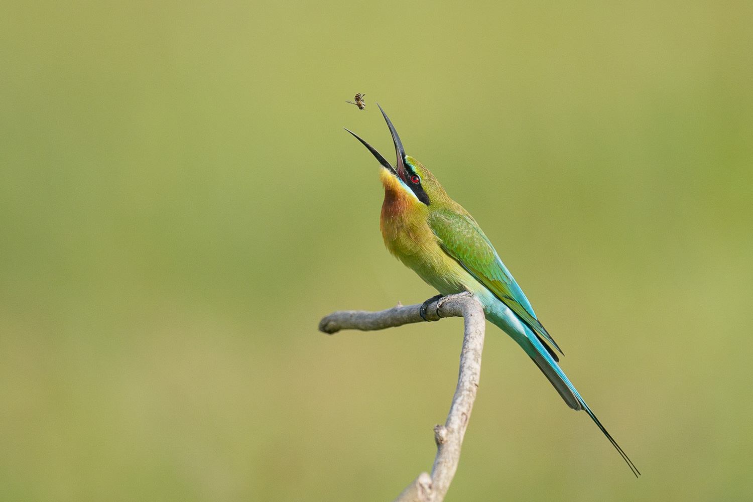Blue-tailed Bee-eater – Singapore Birds Project