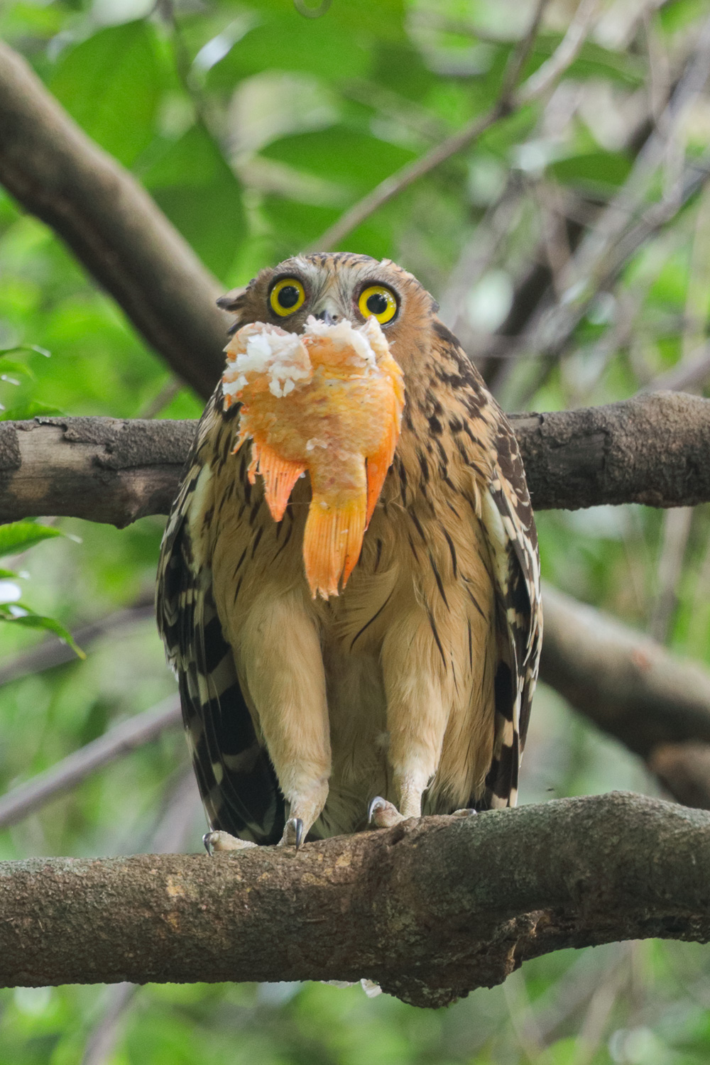 Buffy Fish Owl – Birds of Singapore