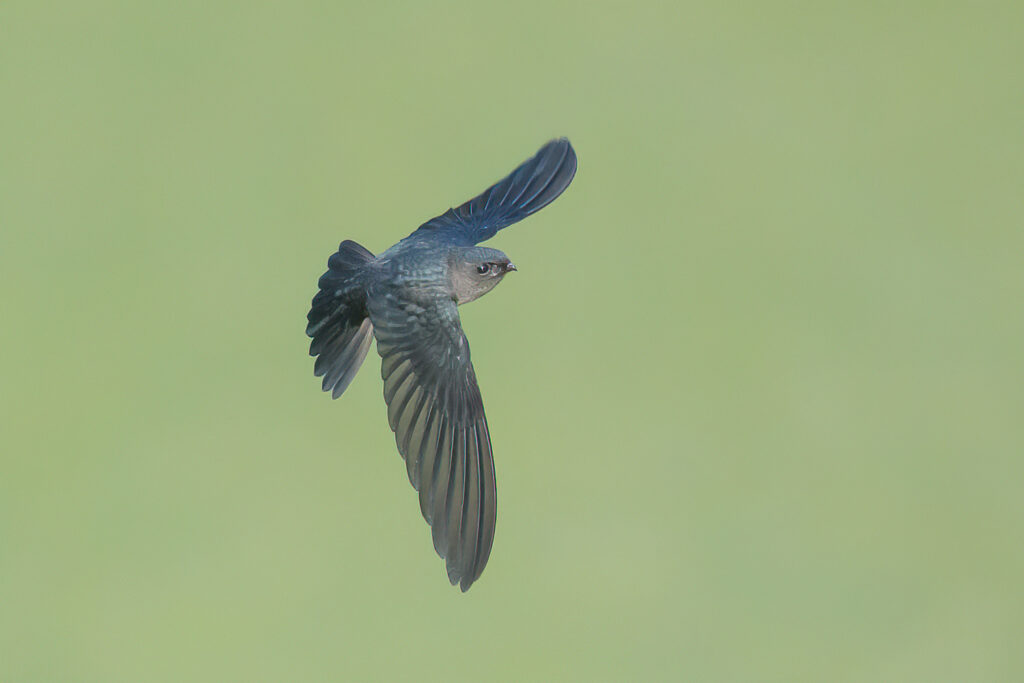 Plume-toed Swiftlet – Birds of Singapore