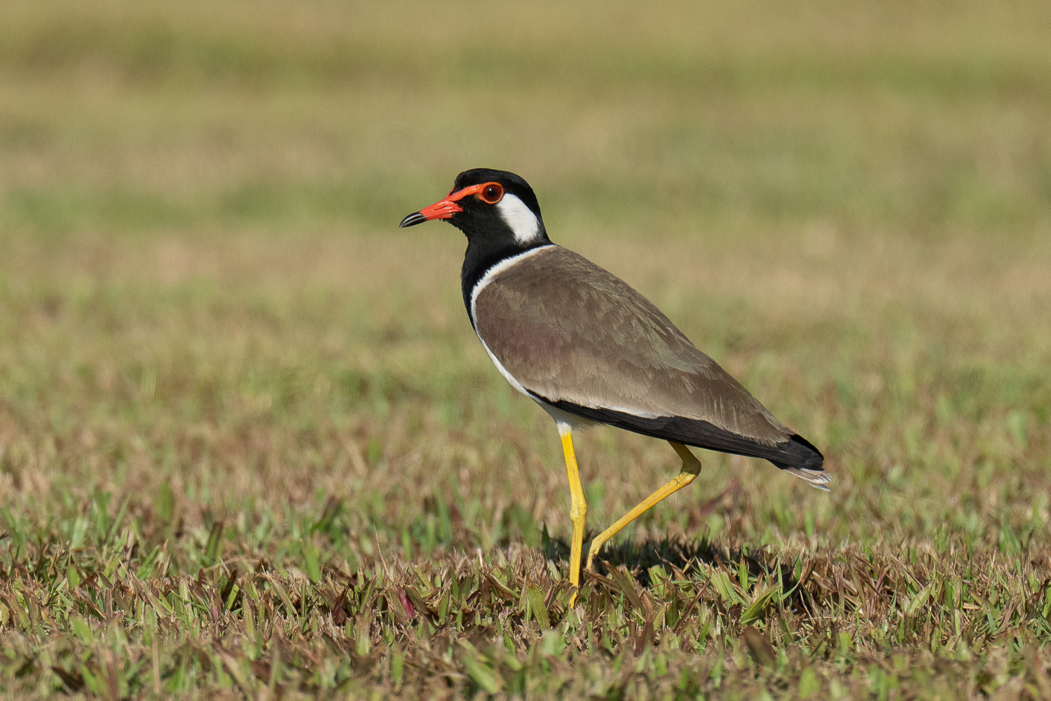 Red-wattled Lapwing – Birds of Singapore