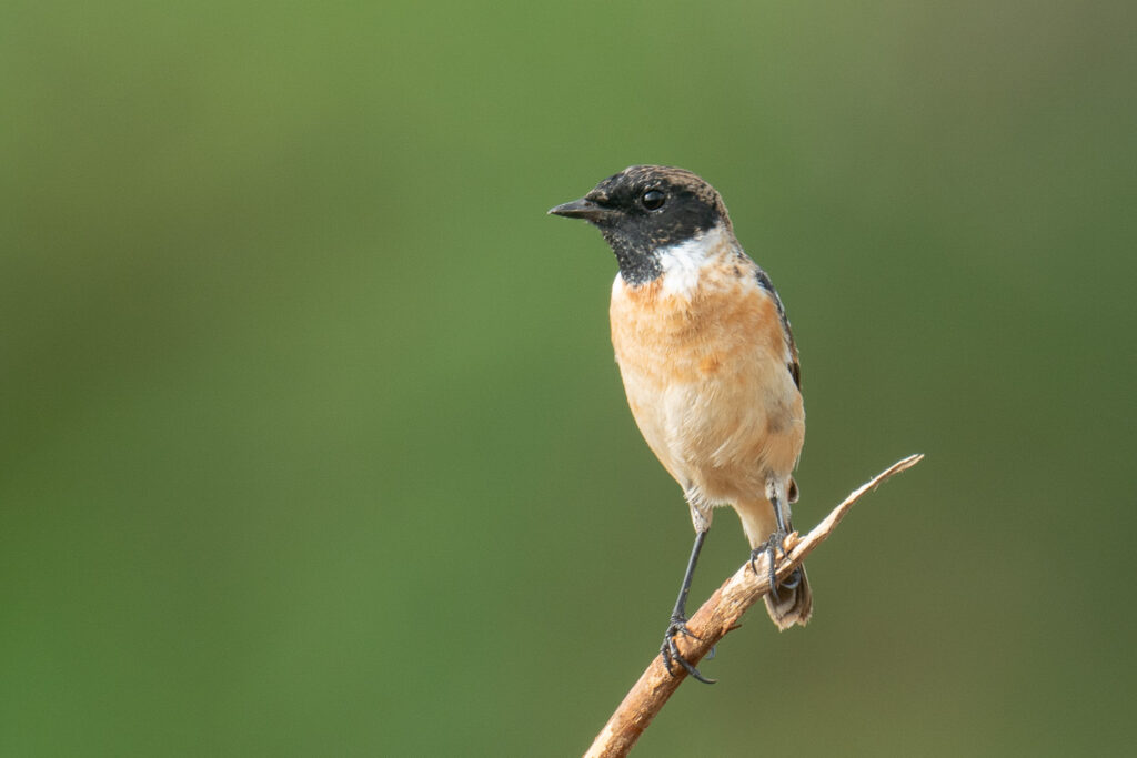 Siberian Stonechat – Birds of Singapore