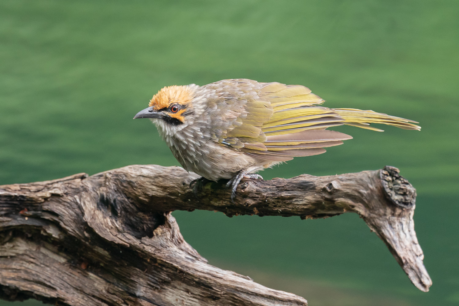 Straw-headed Bulbul – Birds of Singapore