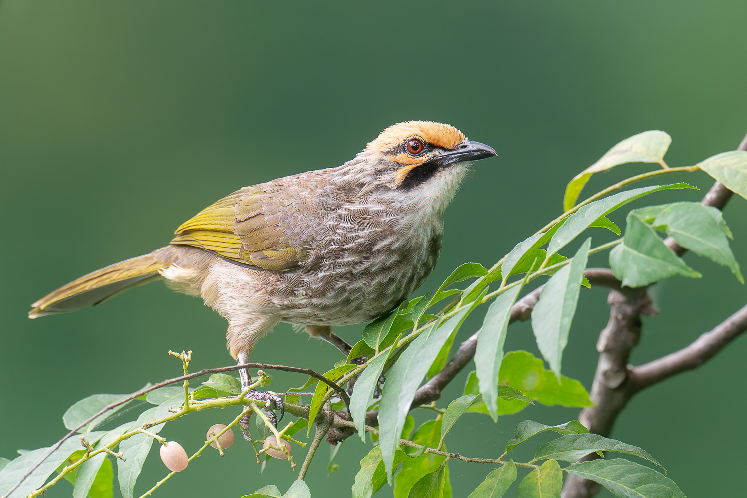Straw-headed Bulbul – Birds of Singapore