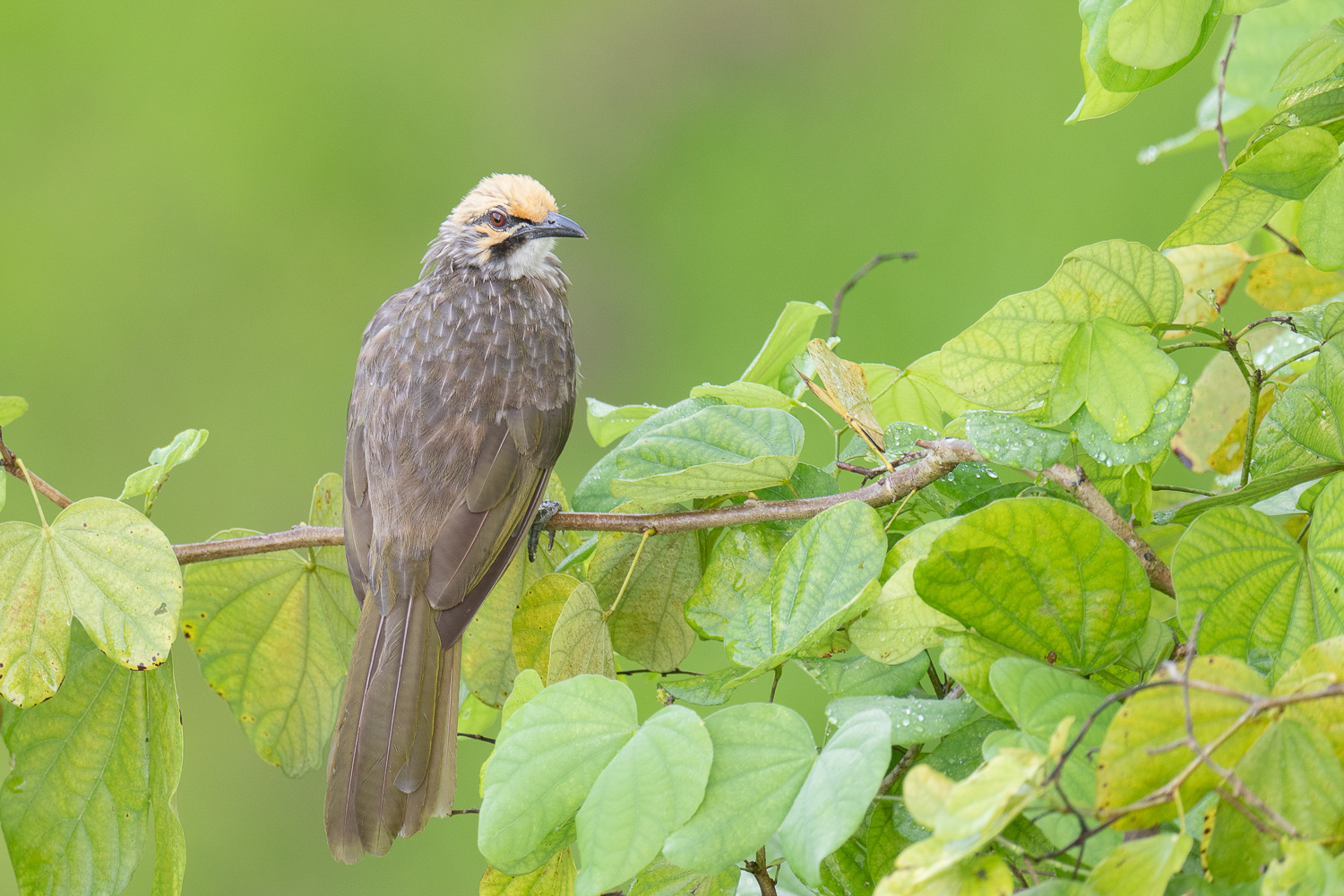 Straw-headed Bulbul – Birds of Singapore