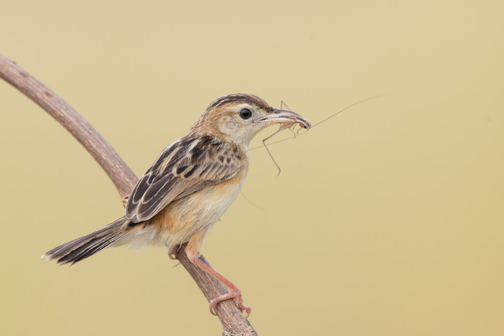 Zitting Cisticola – Birds of Singapore