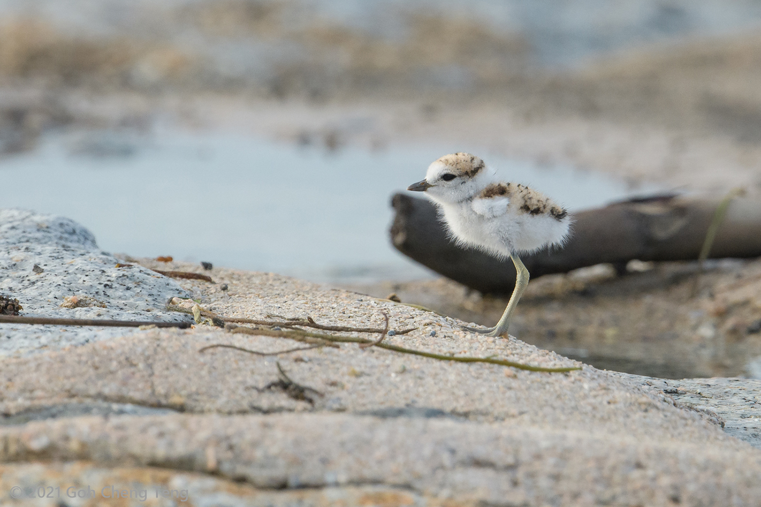 Nesting Malaysian Plovers – Birds of Singapore