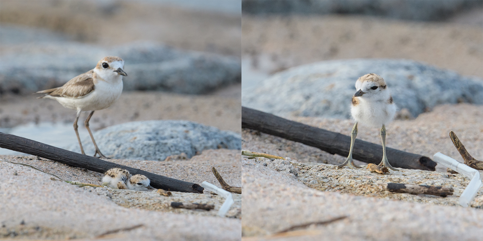Nesting Malaysian Plovers – Birds of Singapore
