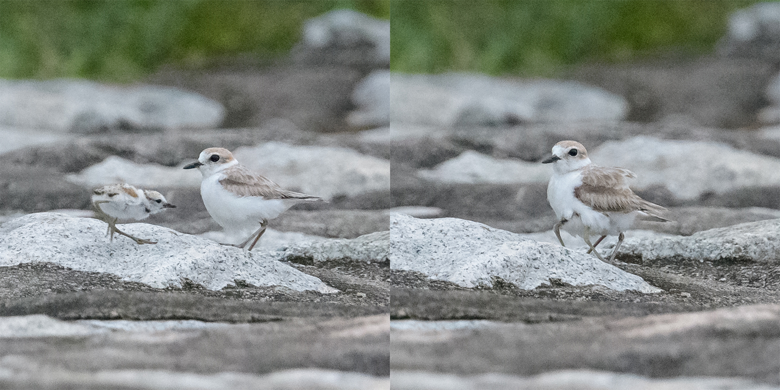 Nesting Malaysian Plovers – Birds of Singapore