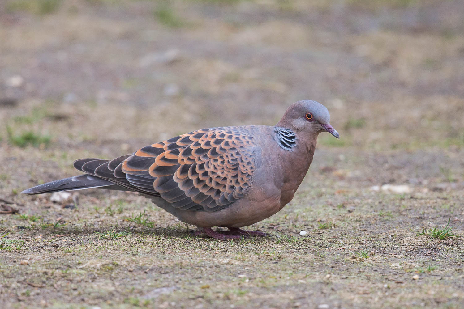 Oriental Turtle Dove – Birds of Singapore