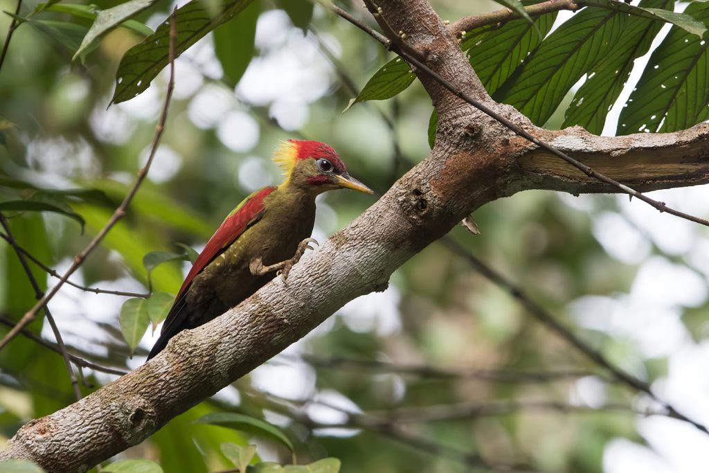 Crimson-winged Woodpecker – Birds of Singapore