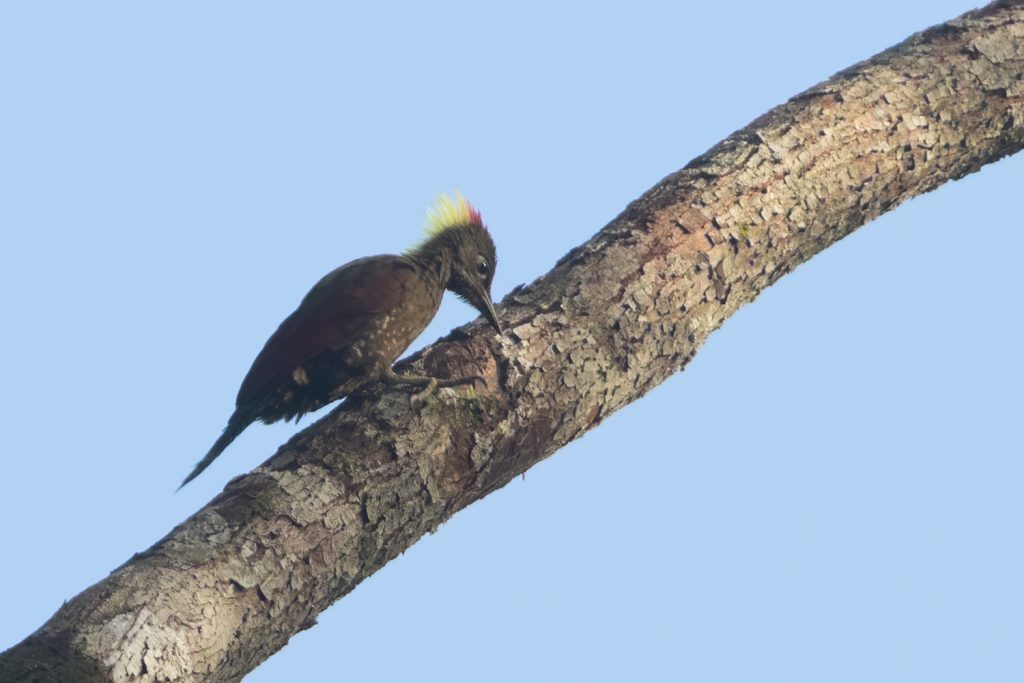 Crimson-winged Woodpecker – Birds of Singapore