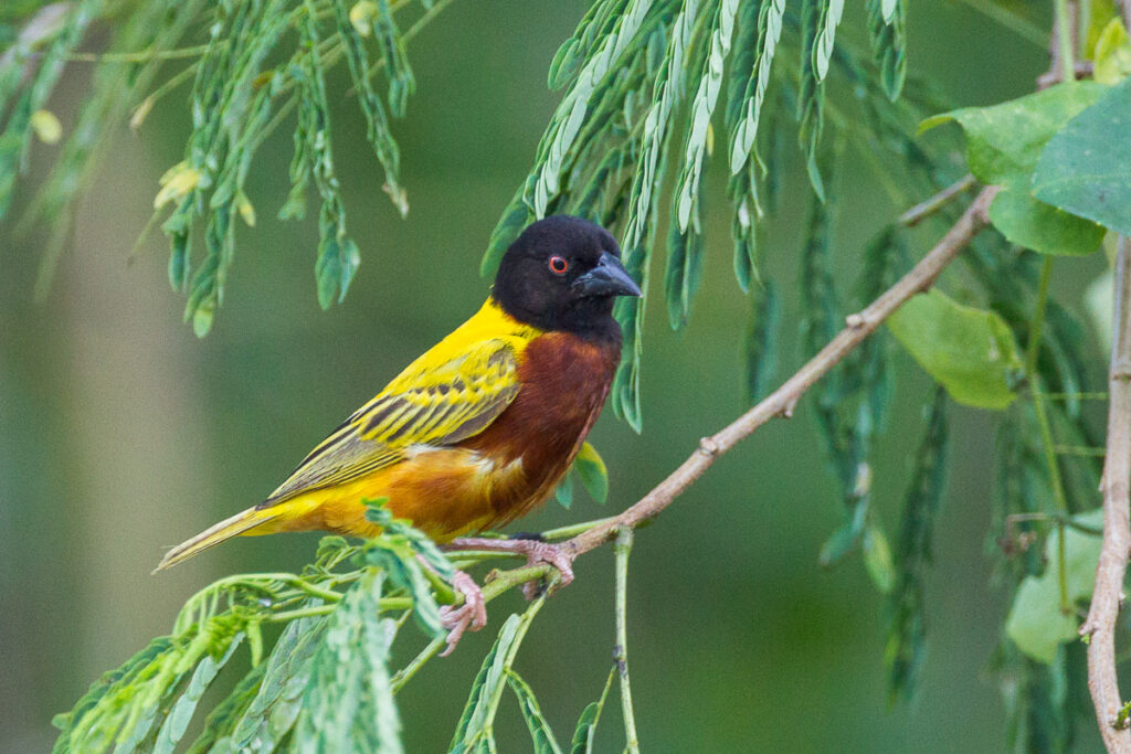 Golden-backed Weaver – Birds of Singapore